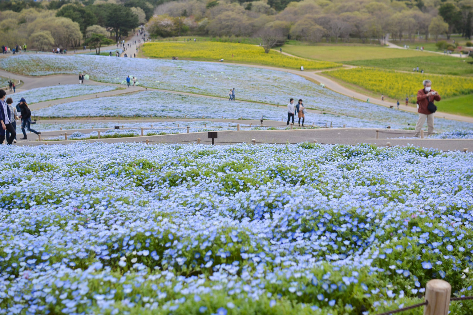 国営ひたち海浜公園 Hitachi Seaside Park – わかりやすい観光マップ Japan Sightseeing Map ...
