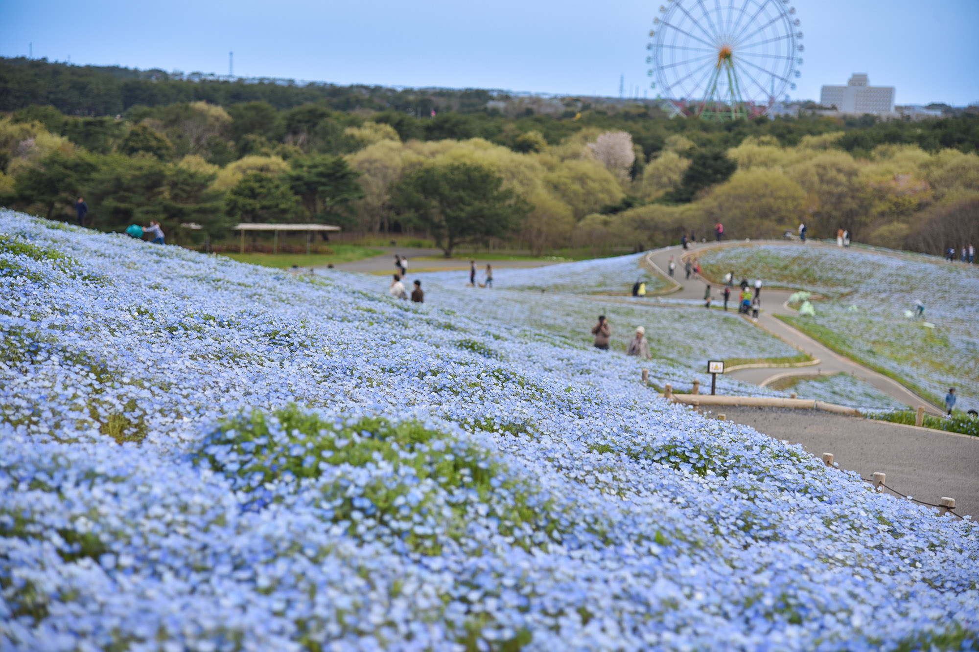 国営ひたち海浜公園 Hitachi Seaside Park – わかりやすい観光マップ Japan Sightseeing Map ...
