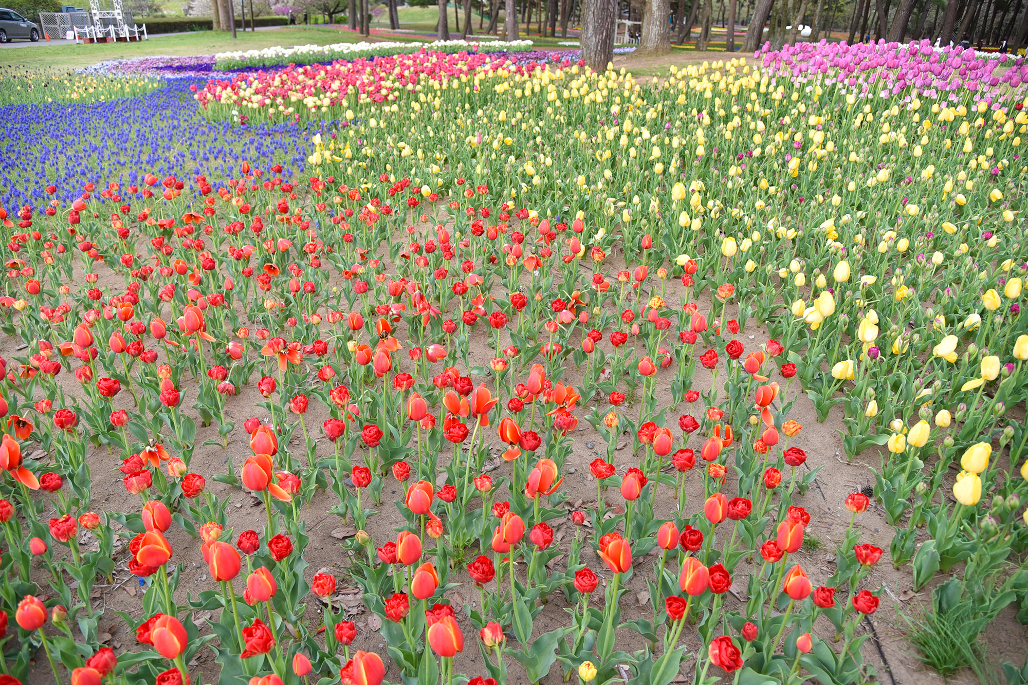 国営ひたち海浜公園 Hitachi Seaside Park – わかりやすい観光マップ Japan Sightseeing Map ...