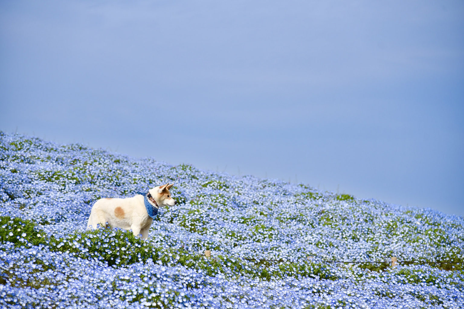 国営ひたち海浜公園 Hitachi Seaside Park – わかりやすい観光マップ Japan Sightseeing Map ...