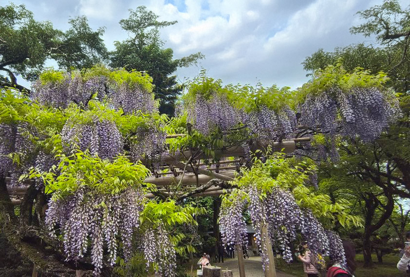 兼六園 Kenroku-en – わかりやすい観光マップ Japan Sightseeing Map Kawaii Official